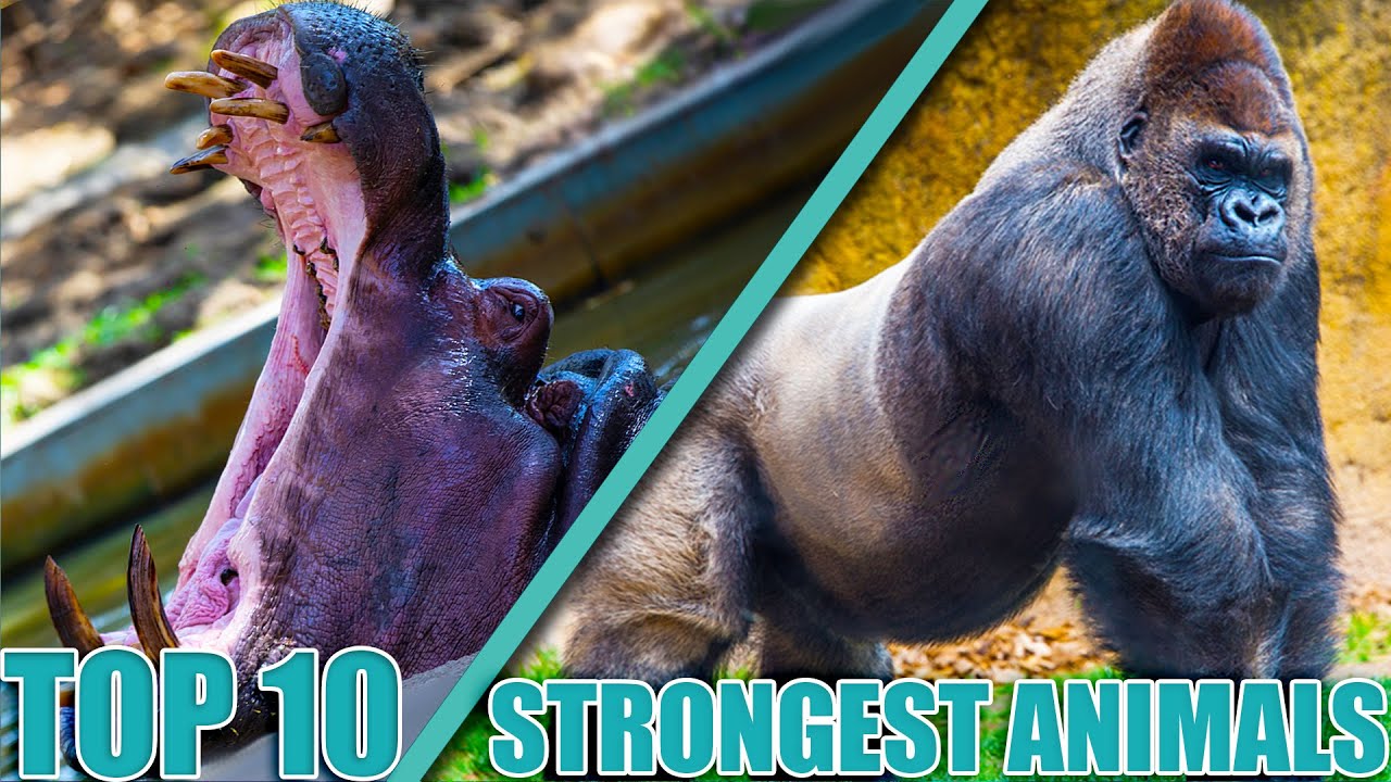 TOP 10 STRONGEST Animals On EARTH - YouTube