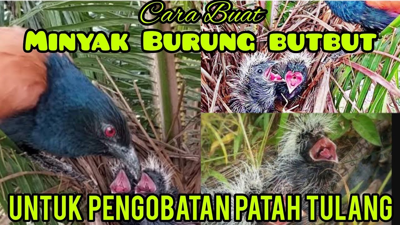 silahkan dicoba..!! cara membuat minyak burung butbut yang ampuh untuk ...
