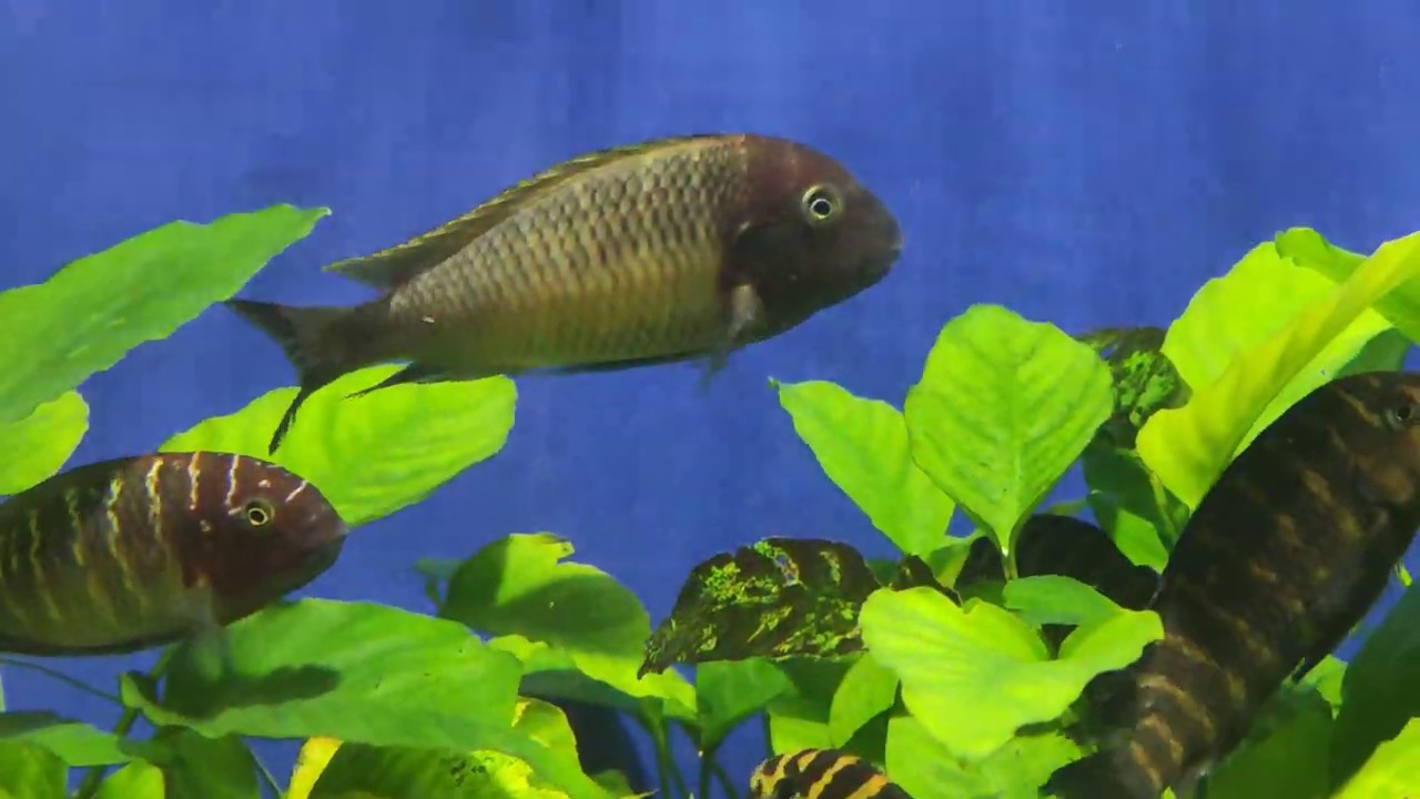 Tropheus Nkonde Yellow, Mpimbwe Yellow Cheek WF. Дикие трофеусы Нконде ...