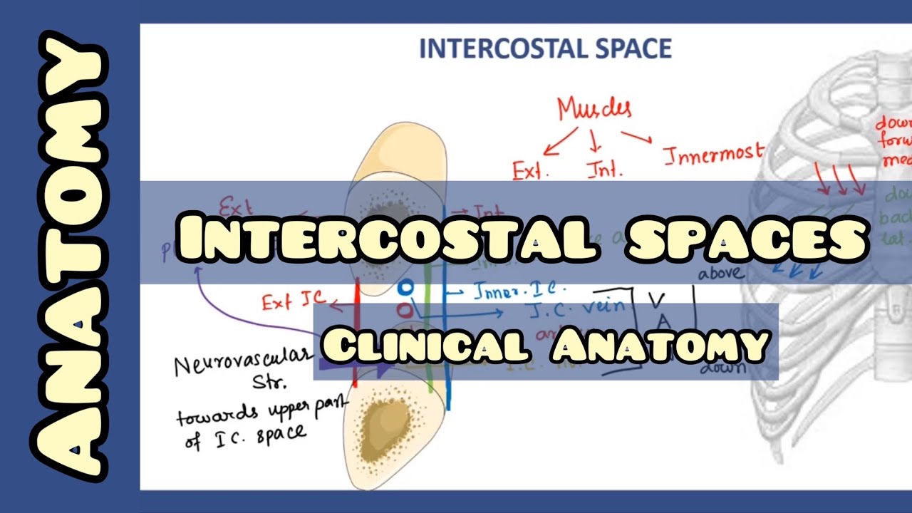 Intercostal Space Diagram