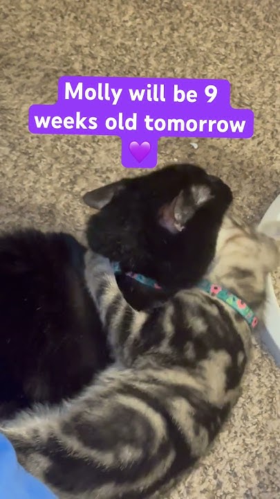 Molly will be 9 weeks old tomorrow 💜 - YouTube