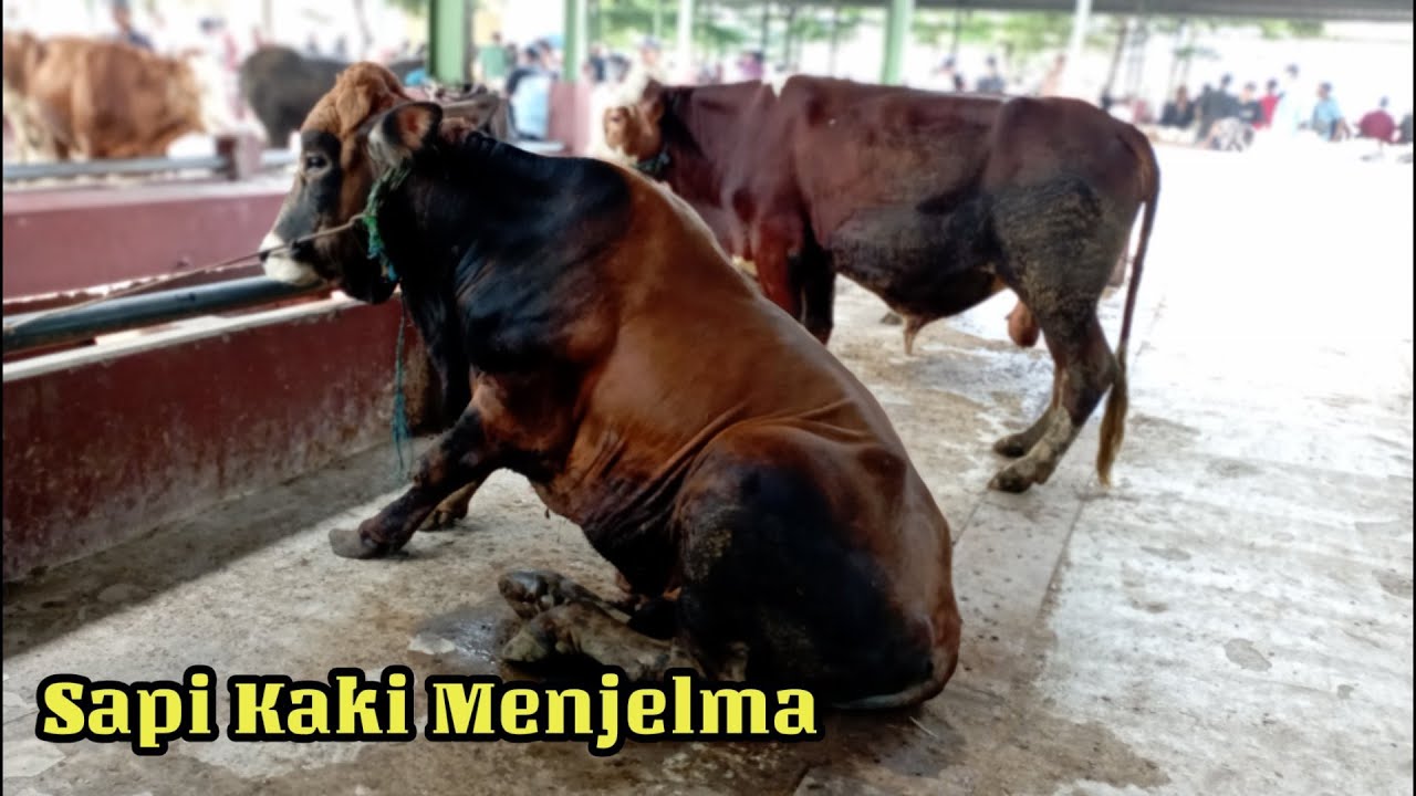 SAPI KAKI MENJELMA‼️HARGA SAPI PASAR KLIWON KUDUS - YouTube