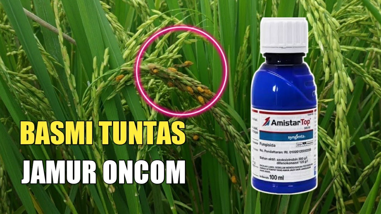 Penyebab dan solusi mengatasi jamur ustilago pada tanaman padi. - YouTube
