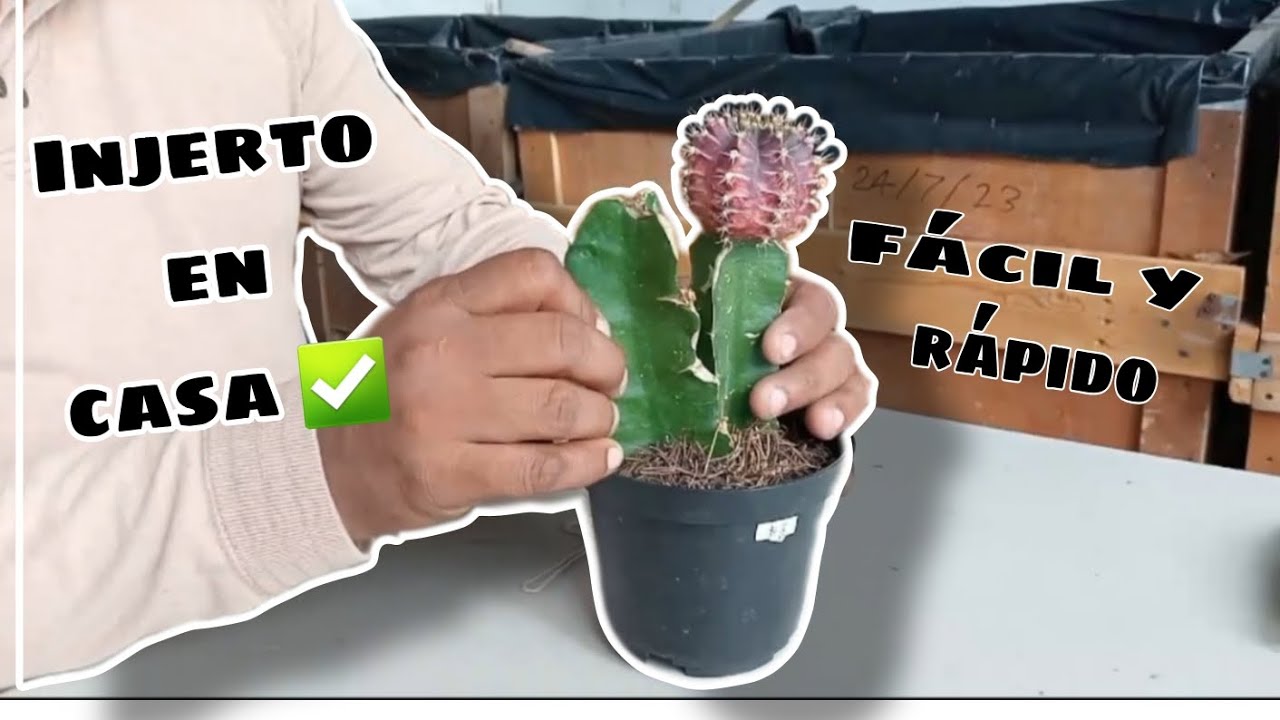 Cómo hacer un injerto de cactus fácil y rápido 🌵// No batalles más ...