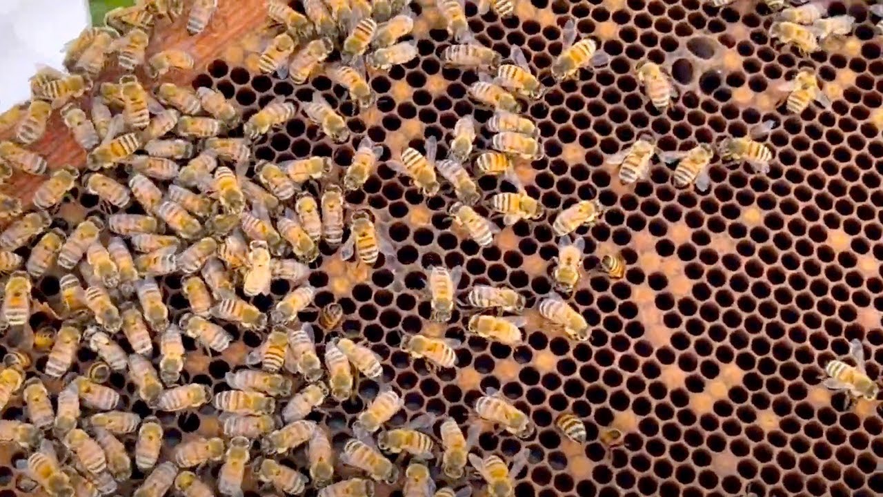 Summer Hive and Varroa Inspection - YouTube