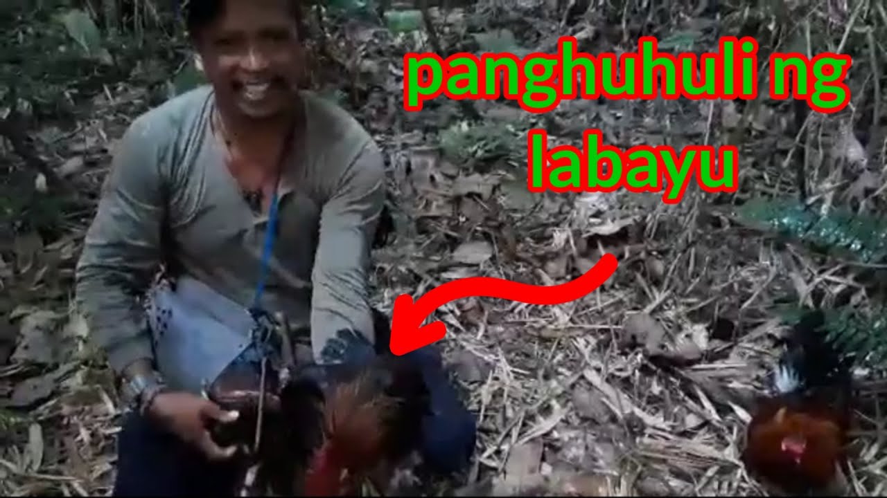 Panghuhuli ng labuyo na manok compilation wild rooster - YouTube