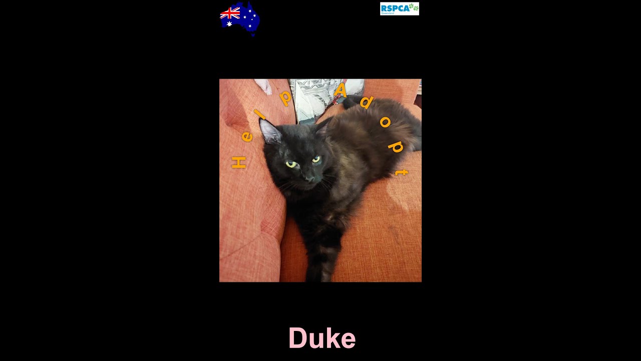 🐾Duke has been adopted! Cat / Australia / Brisbane Animal Care Campus ...