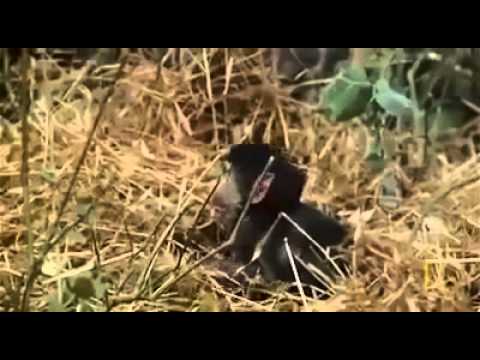 Öldürdüğü maymunun bir yavrusu olduğunu fark eden leopar ne yapar
