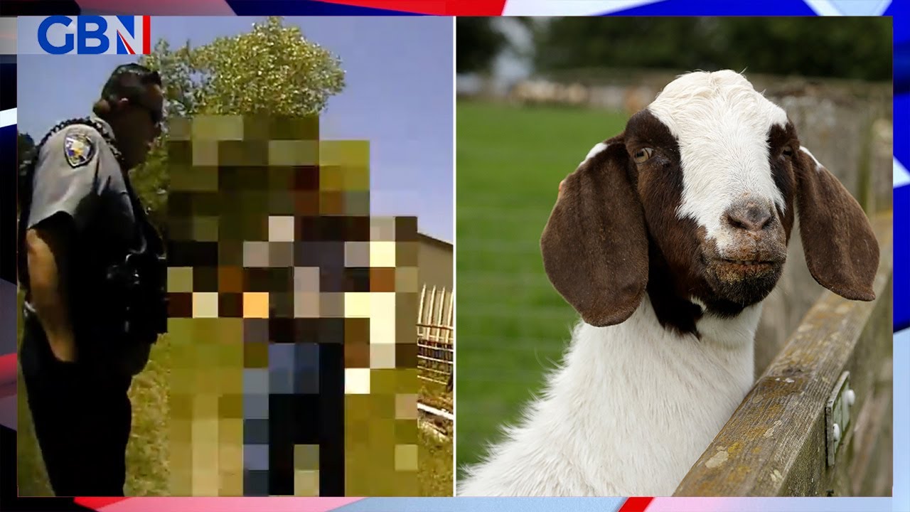 Police officers respond to 'cry for help' that turns out to be a GOAT ...