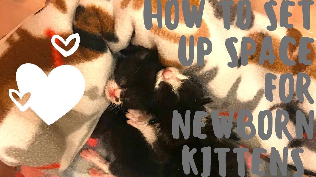 How To Set Up Space For NEWBORN Kittens Ages 0-3 Weeks old || Coastal ...