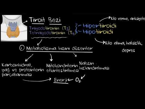 Tiroit Bezi Hormonları (T3, T4) ve Yetersizlikleri (Sağlık Bilgisi ve Tıp)