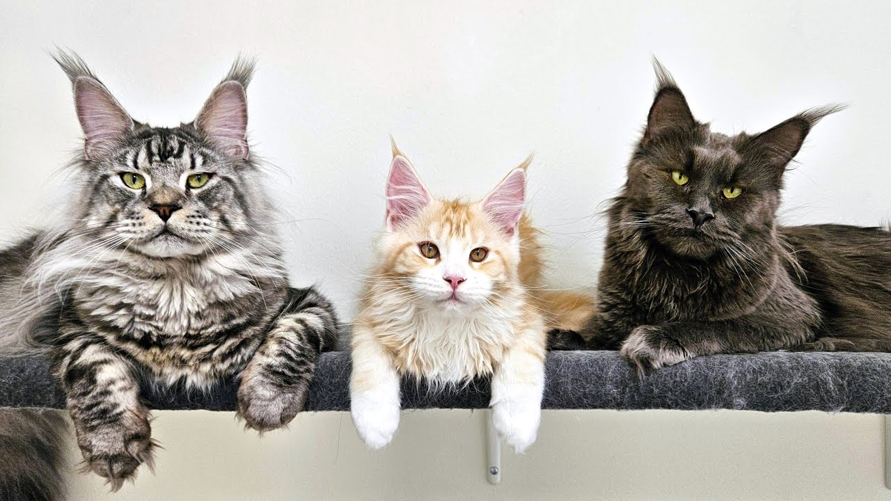 Kitten Ada Has a Big Happy Cat Family! - YouTube