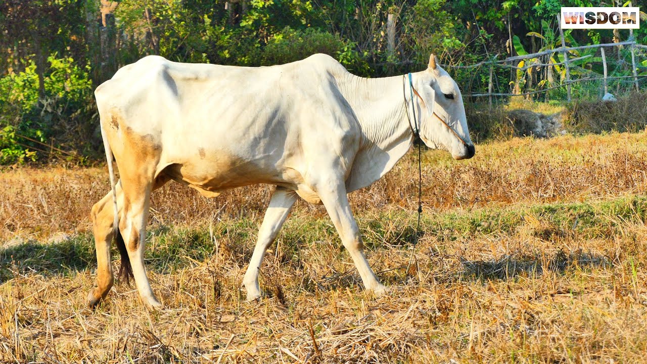 simple life #cambodia #cow #countryside - YouTube