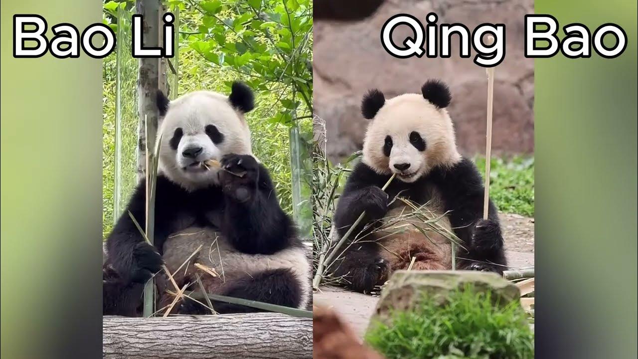 Two Giant Pandas Bao Li and Qing Bao's Big Move to Washington Zoo! 🐼 #Pandas #Baoli #Qingbao # ...