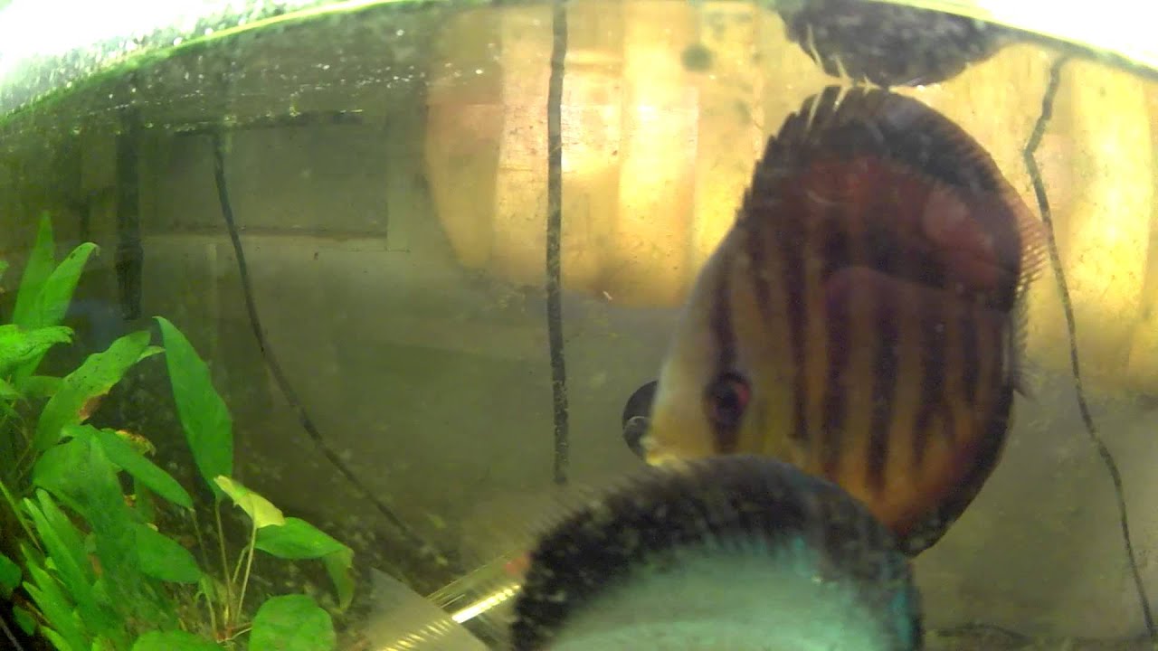 How to setup a fishtank for discus breeding - YouTube