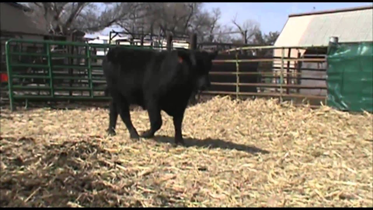 Dusty Prairie Ranch Lot 30 Bull 2014 Sale - YouTube