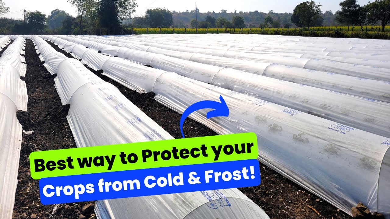 Best way to Protect your Crop from cold and Frost #cropcover फसल को ठंड ...