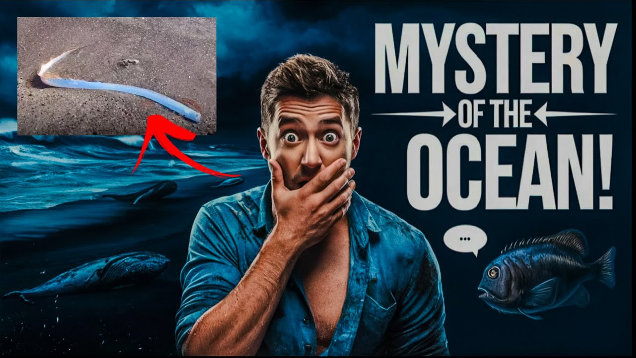 Mysterious Deep-Sea Creatures Surfacing! Is a Natural Disaster Coming ...