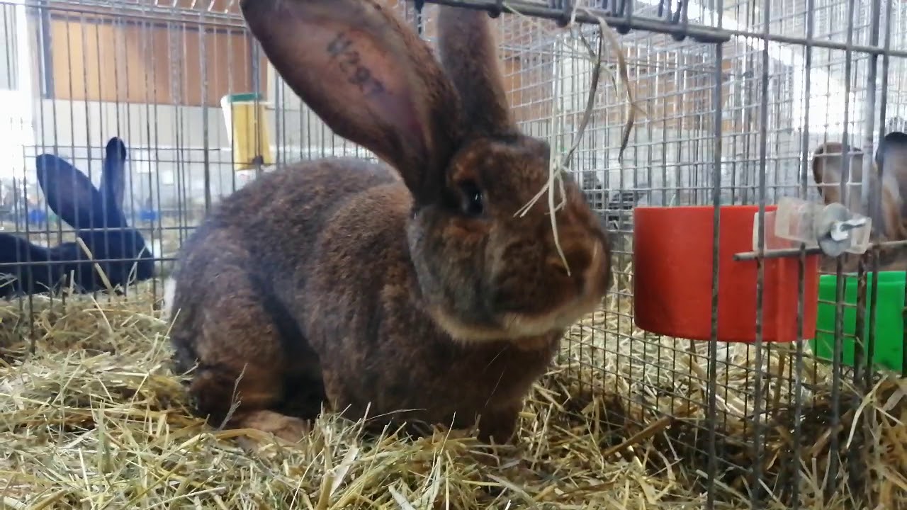 Deutsche Riesen Hasenfarbig auf der 34. Bundeskaninchenschau 2019 in ...