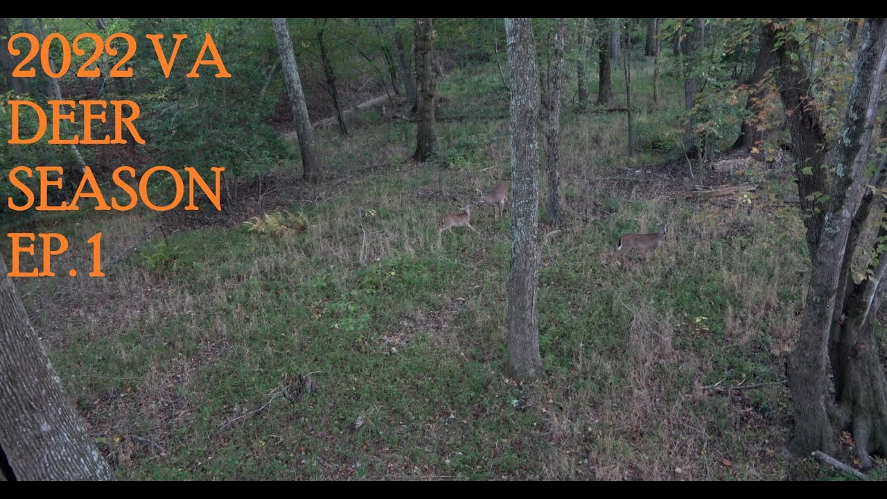 2022 VIRGINIA DEER SEASON-EP 1-EARLY SEASON BOW HUNT WITH LOTS OF DEER ...