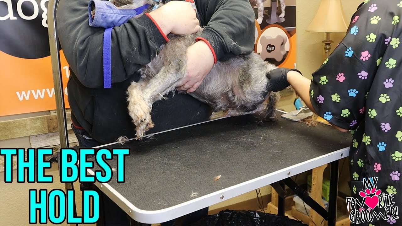 The Perfect Aggressive Dog Hold - YouTube