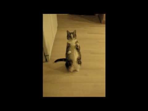 Cute standing cat waves hello, the real beckoning cat Maneki Neko brings good luck