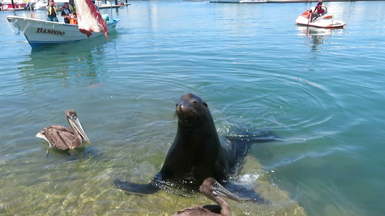A seal called Pancho from Cabo San Lucas, and mean pelicans - YouTube