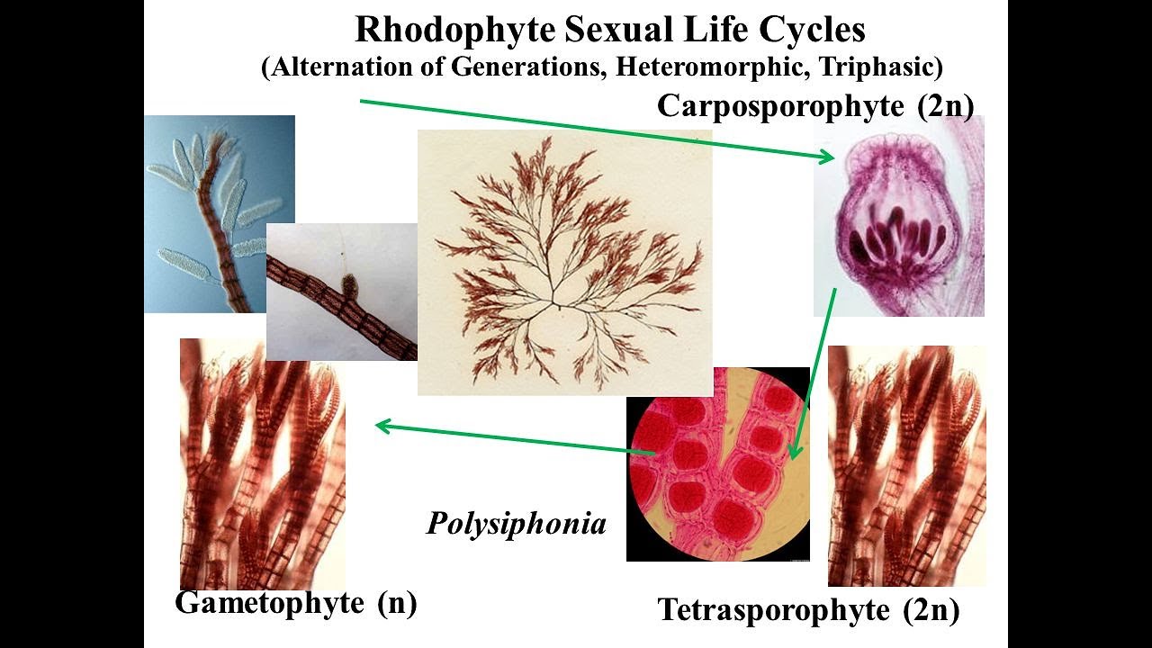 Polysiphonia Tetrasporophyte