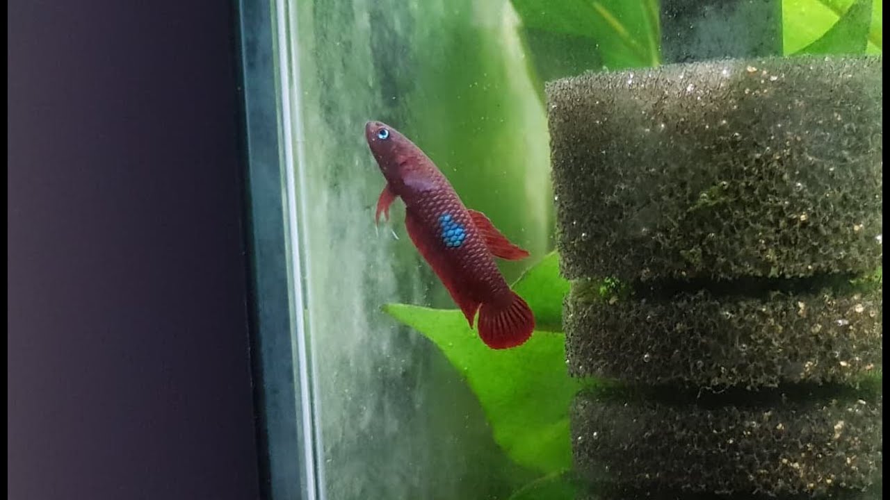 Betta Brownorum pair - YouTube