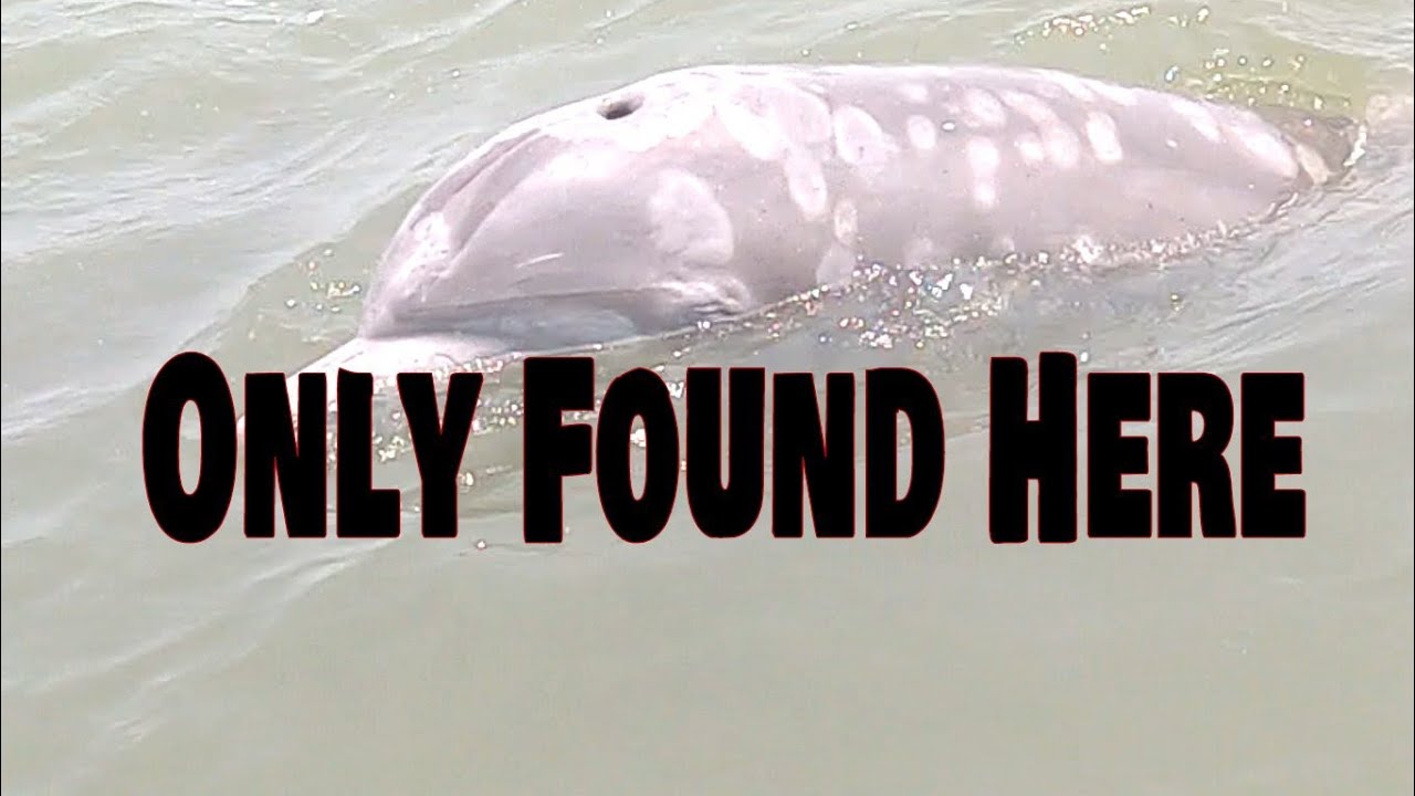 Shelling And Only Island That I Found These Beautiful Shells And ...