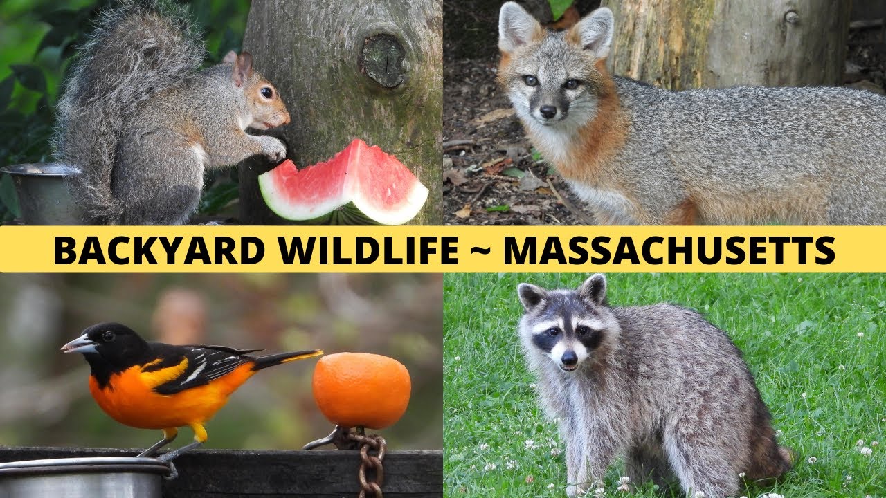 Backyard Wildlife Massachusetts ~ Wild Turkey ~ Squirrel ~ Catbird ...