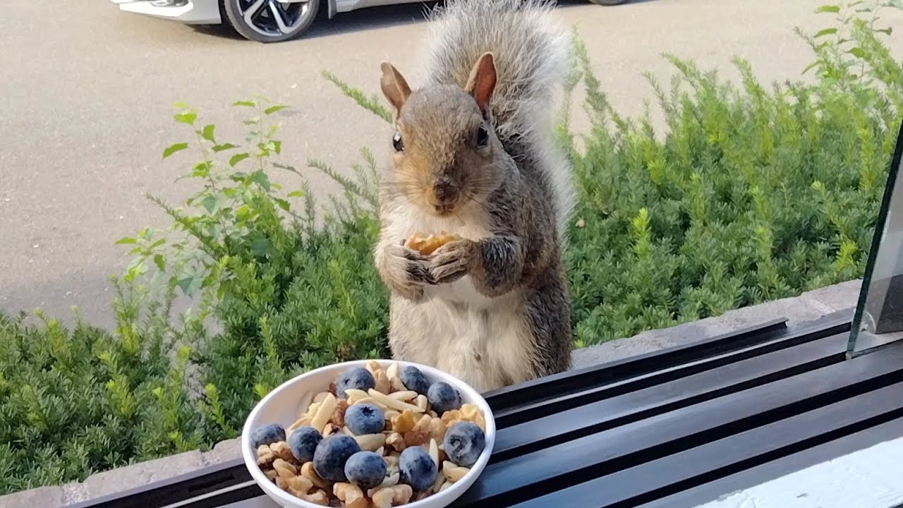 Squirrels are very important for our physical and mental health - YouTube