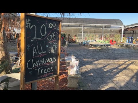 20% off all Christmas trees at Dill's Greenhouse - YouTube