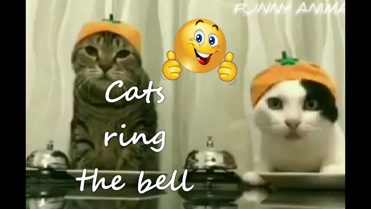 Two Cats ring the bell to order food continuously very funny and ...