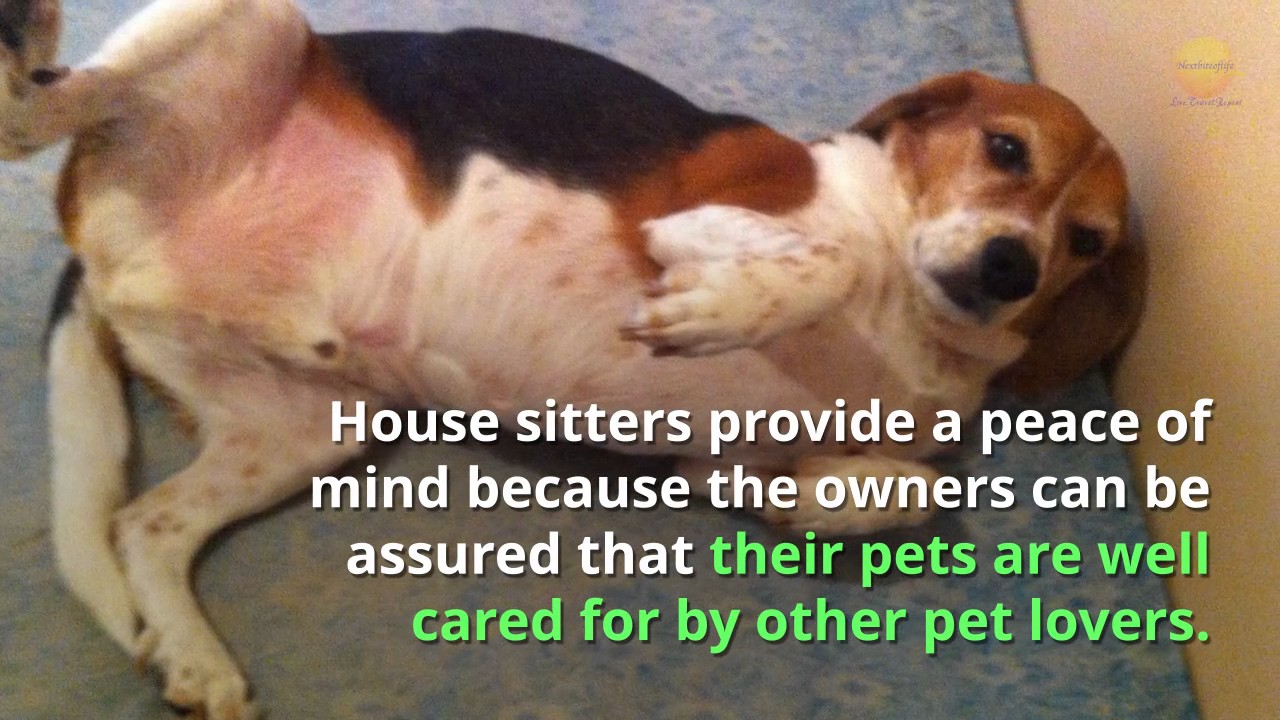 House Sitting Meaning Nextbiteoflife YouTube house-sitting-meaning-nextbiteoflife-youtube