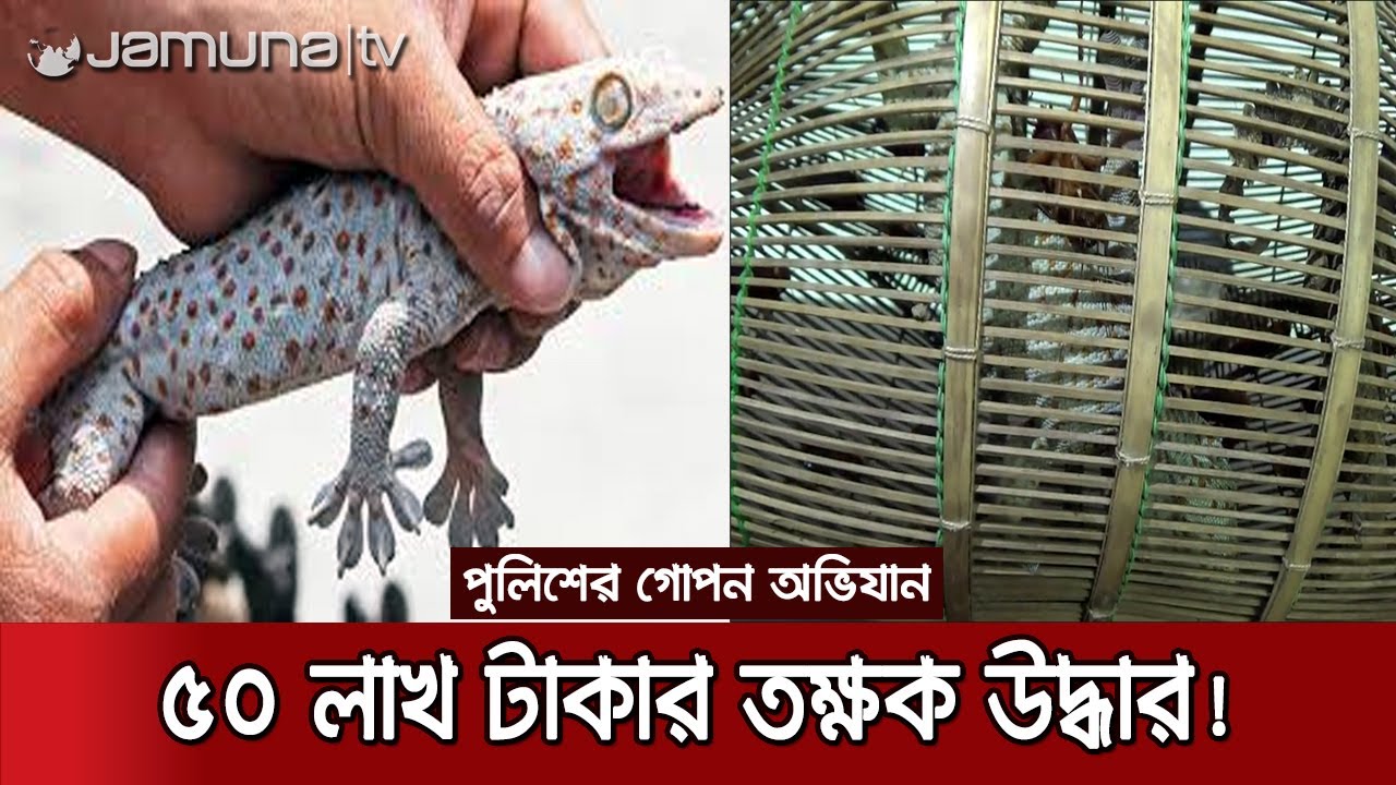 পুলিশের গোপন অভিযান, ৫০ লাখ টাকার ৩টি তক্ষক উদ্ধার! | Tokkhok - YouTube