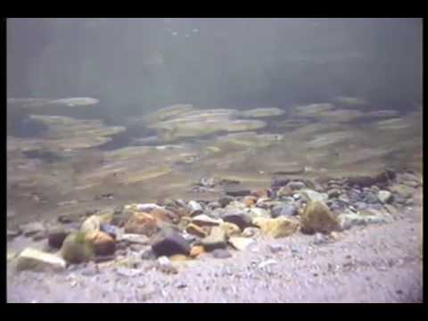 Cedar River Pygmy Whitefish - YouTube