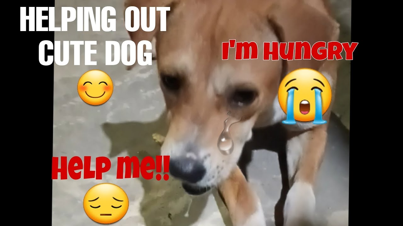 Helping hungry dog 🐕came at night || Cute dog helping || Saving cute ...