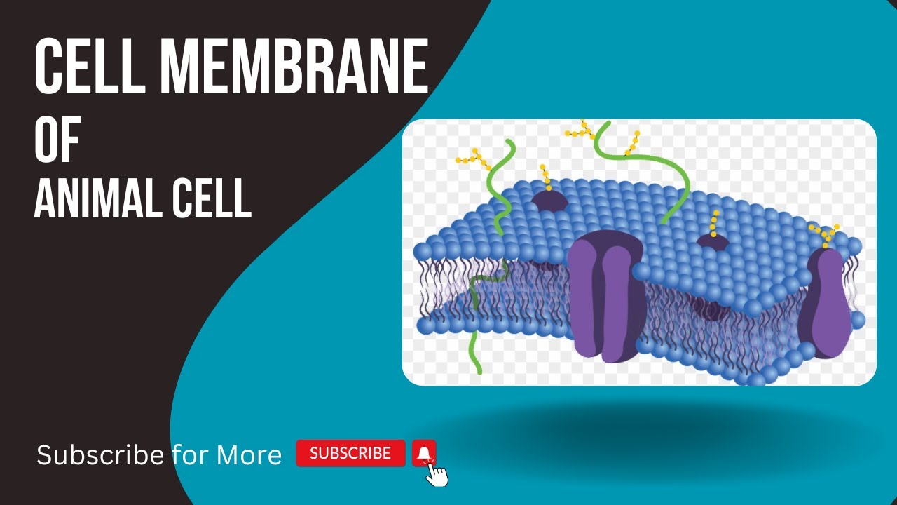 Animal Cell Membrane| A Comprehensive Overview - YouTube