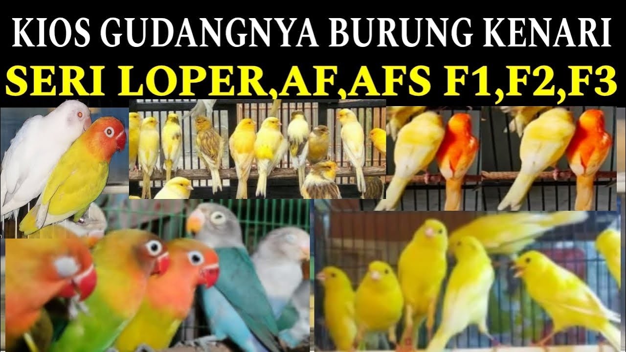 KIOS GUDANG KENARI MURAH DARI SERI LOPER, AF,F1,F2,F3 DI KIOS KASMIN ...