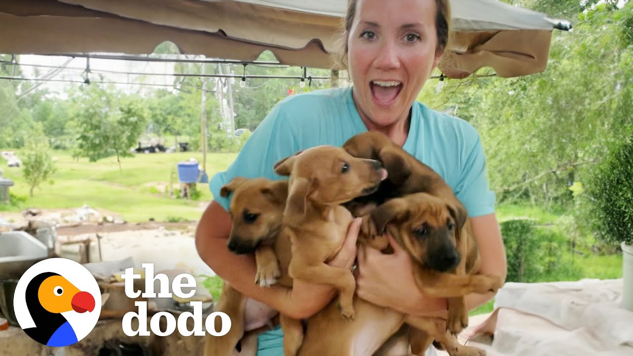 Five Puppies Show Up In Family's Backyard | The Dodo - YouTube