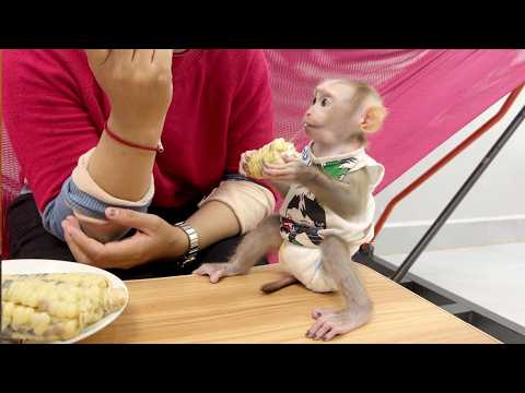 Genius Baby Tauch Roll Eating Corn As Mom Teach Him