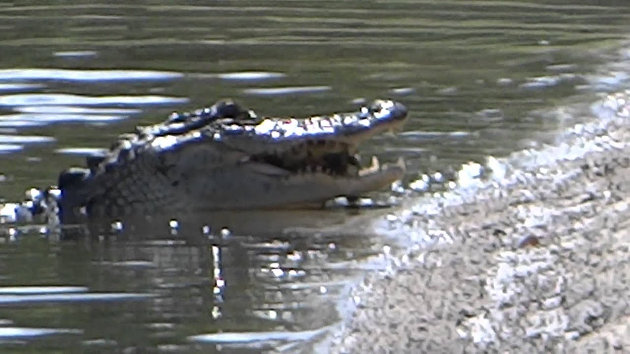 Alligator eats Turtle (Part 1) - YouTube