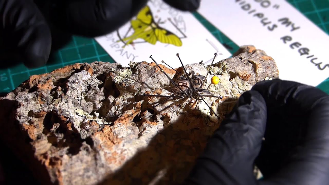 Setting Jumping Spider (Phidippus regius) onto Cork Bark for Petrock 'N ...