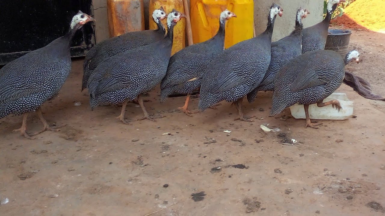 Inkanga itanga umusaruro mwiza!! - YouTube