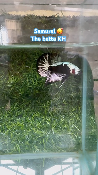 Samurai 🥰(The betta KH) - YouTube