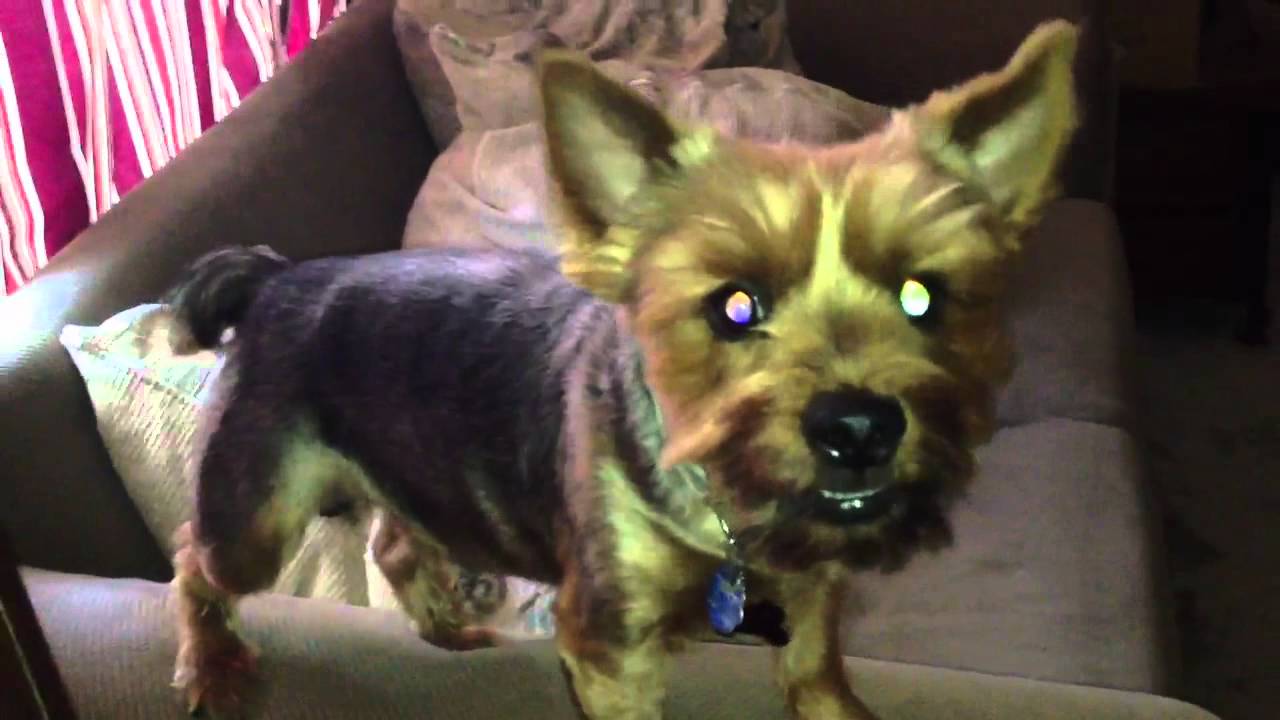 Attack Yorkie - YouTube