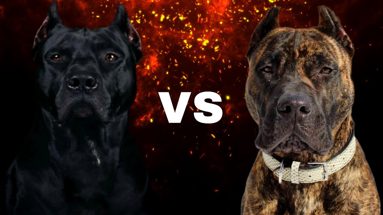 Breed Showdown: Cane Corso vs Presa Canario - YouTube