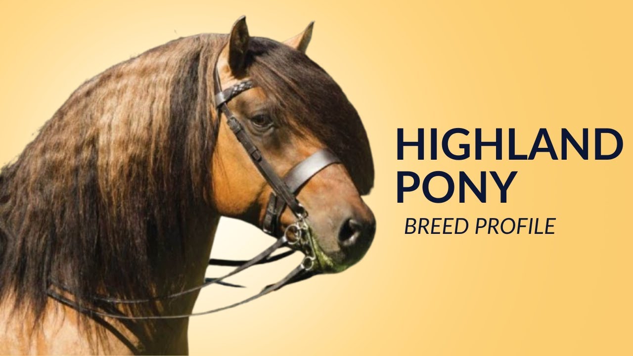 Highland Pony Horse Breed Profile History - Price - Characteristics ...