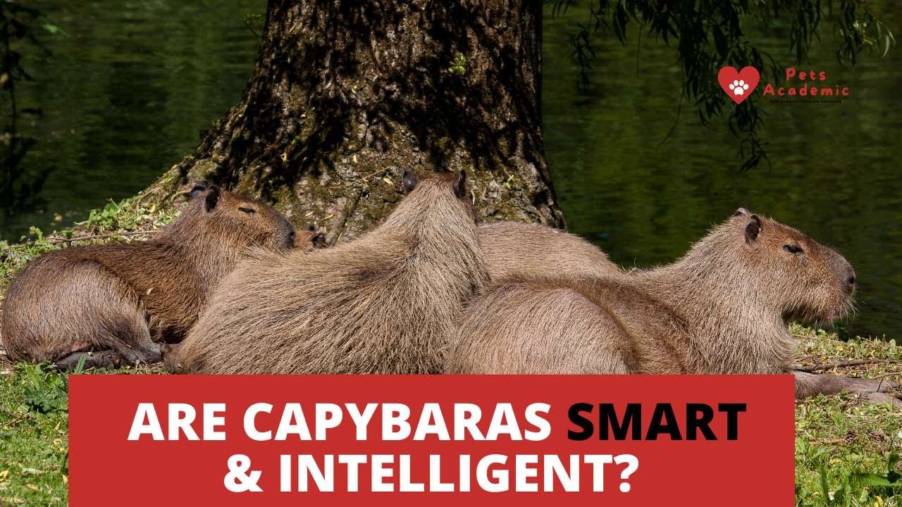 Are Capybaras Smart & Intelligent? - YouTube